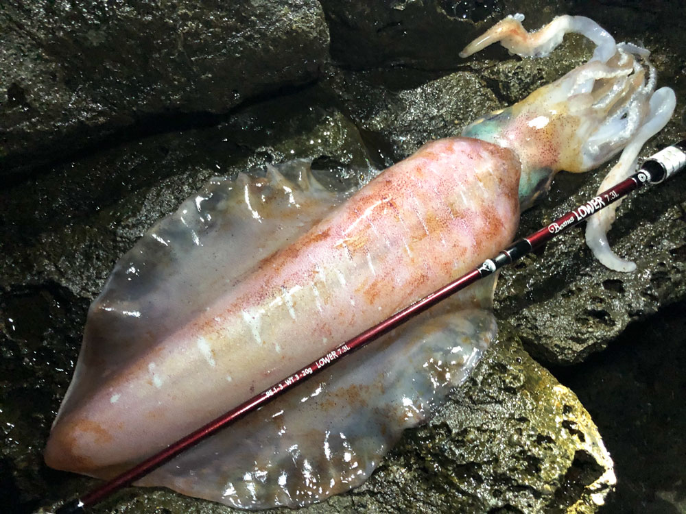 ベイトタックルではショアから初！？BeamsLOWER7.3L一本で叶える夢のレッドモンスター！！・・・最後のキメ手は『し ...